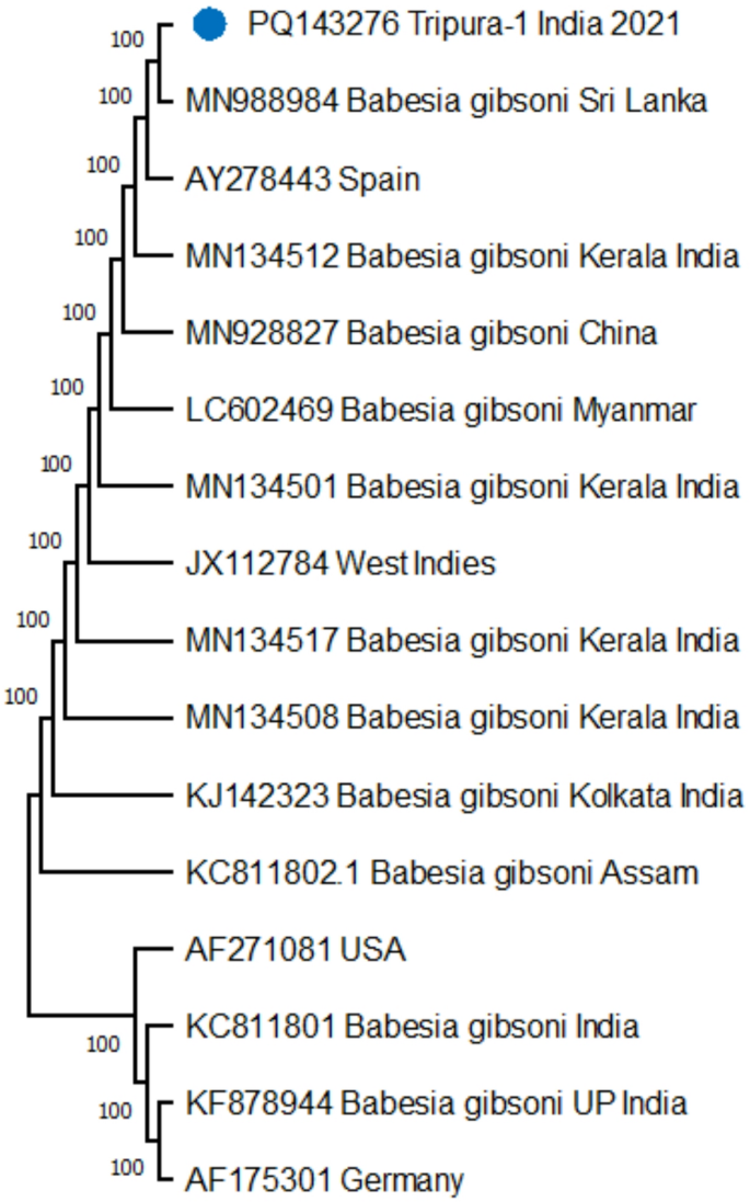 Molecular characterization, phylogenetic analysis, and successful ...