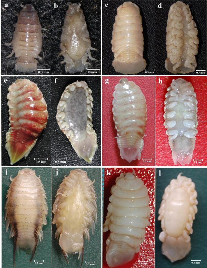 Diversity and host associations of parasitic isopods (Isopoda ...