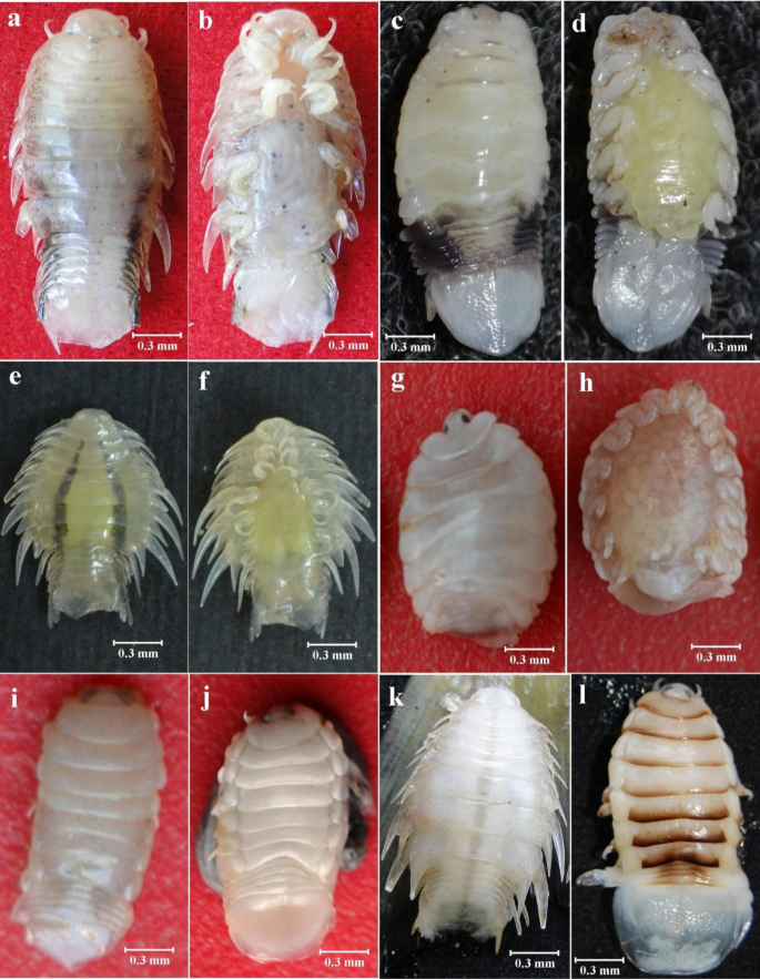 Diversity and host associations of parasitic isopods (Isopoda ...