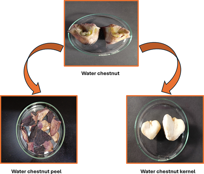 Water Chestnut Unveiled: A Comprehensive Review of Its Nutritional ...