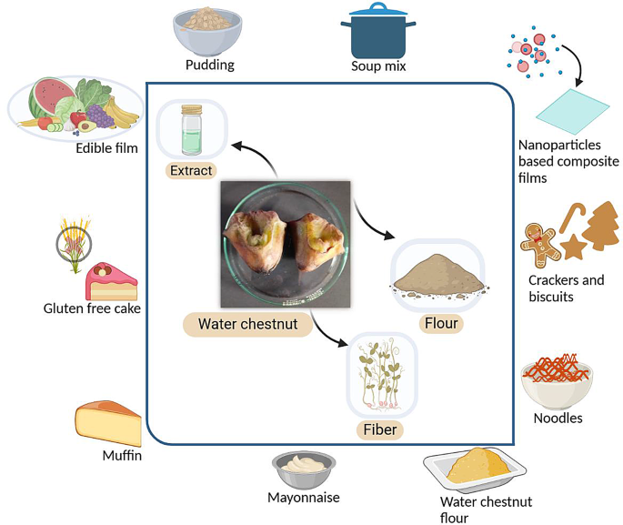 Water Chestnut Unveiled: A Comprehensive Review of Its Nutritional ...