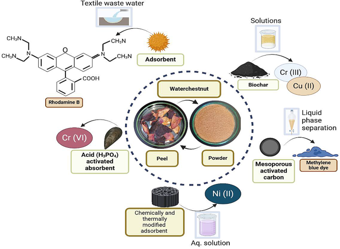 Water Chestnut Unveiled: A Comprehensive Review of Its Nutritional ...