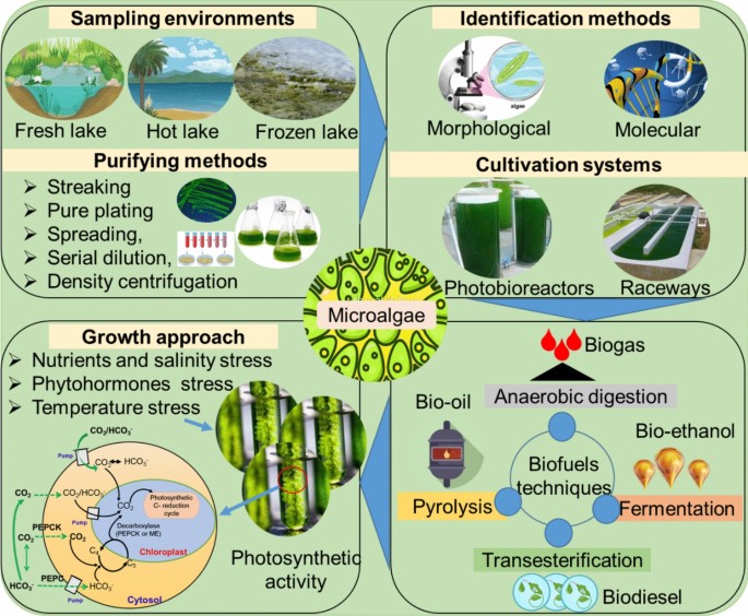 Microalgae-Based Wastewater Treatment and Biofuel Production: Strain ...