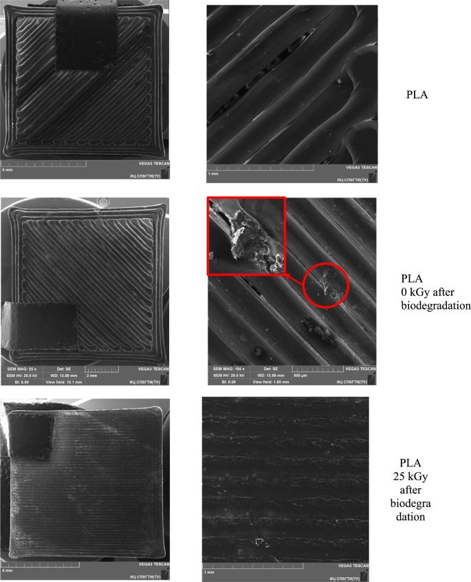 In Vitro Analysis of Biodegradation Properties and Sterilization ...
