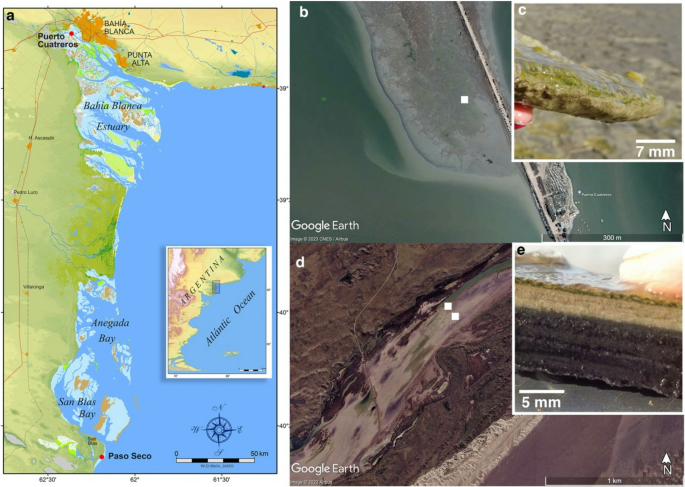 Carbon dynamics in coastal epibenthic hypersaline microbial mats from ...