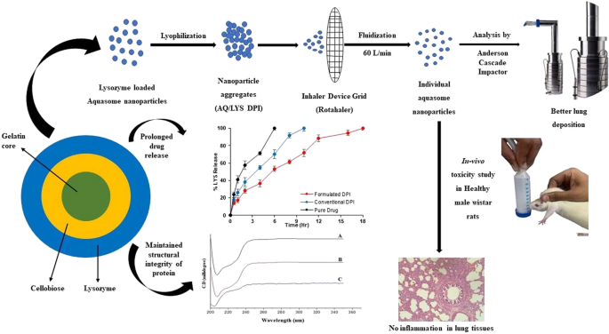 Exploring the Potential of Three-Layered Self-assembled Biomaterial ...
