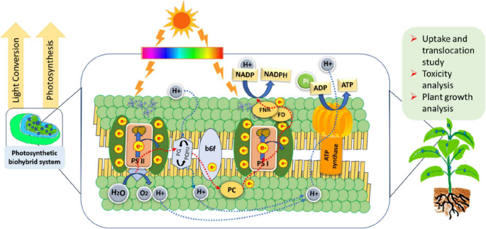 Carbon Based Photosynthetic Biohybrid System: A New Approach to Energy ...