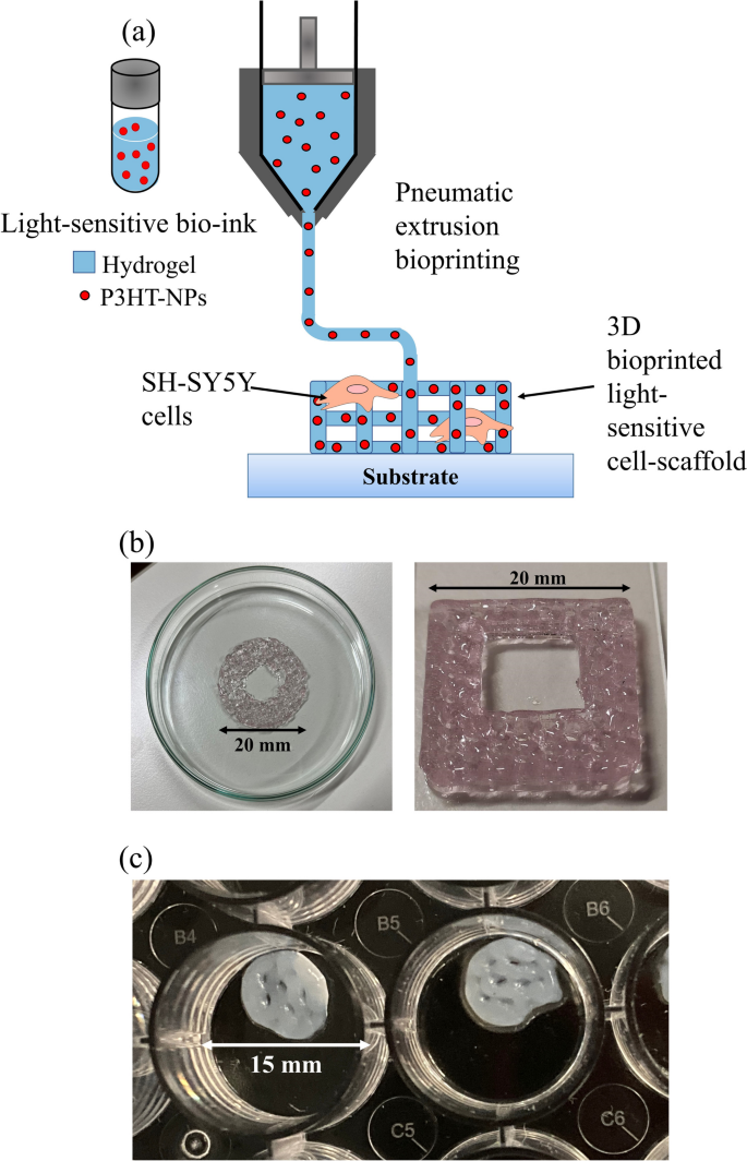 3D-Bioprinted Light-Sensitive Cell Scaffold Based on Alginate ...