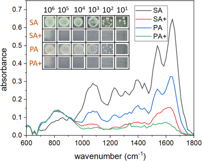 Membrane Destruction and Proteins’ Denaturation in Pathogenic Bacteria ...