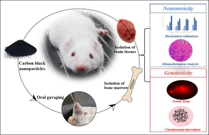 Assessment of Neurotoxicity and Genotoxicity of Carbon Black ...