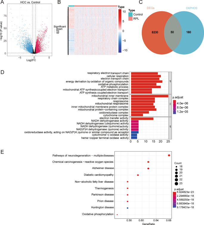 Prognostic value of oxidative phosphorylation-related genes in ...