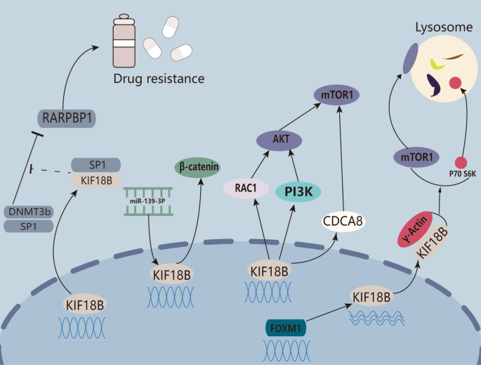 KIF18B: an important role in signaling pathways and a potential ...