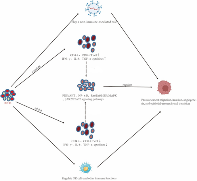 Immune checkpoint B7-H3 is a potential therapeutic target in prostate ...
