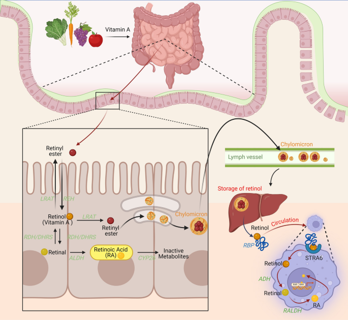 Vitamin A and its influence on tumour extracellular matrix | Discover ...