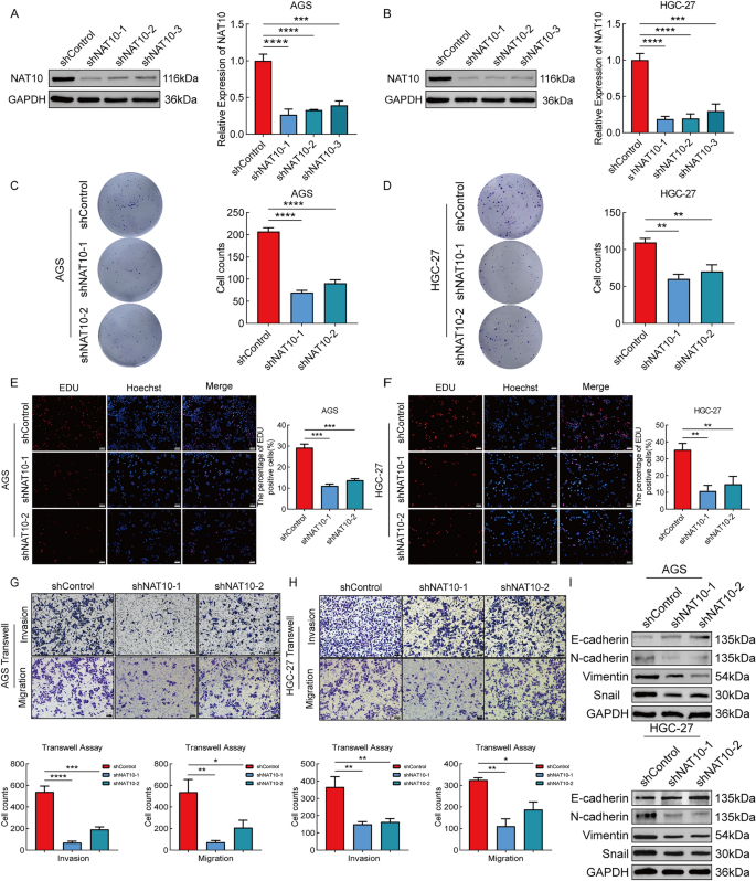 Acetyltransferase NAT10 promotes gastric cancer progression by ...