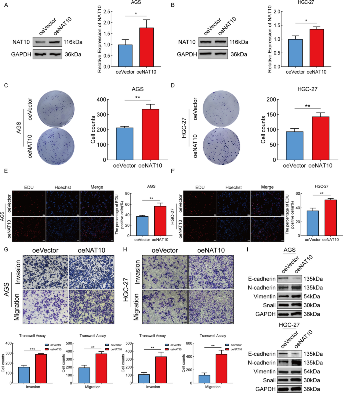 Acetyltransferase NAT10 promotes gastric cancer progression by ...