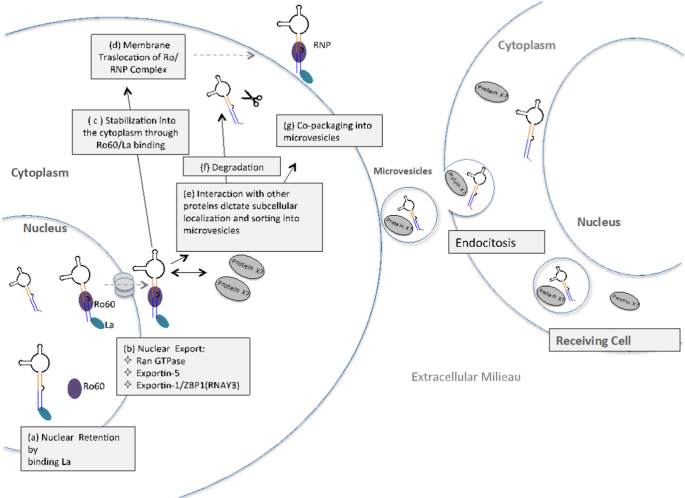 YRNAs: biosynthesis, structure, functions and involvment in cancer ...