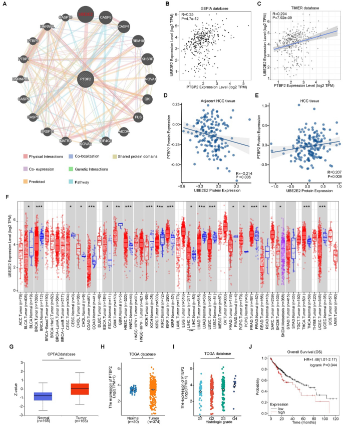 Analysis and identification of PTBP2 as an oncogene in hepatocellular ...