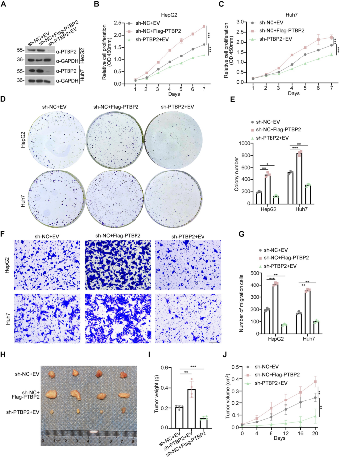Analysis and identification of PTBP2 as an oncogene in hepatocellular ...