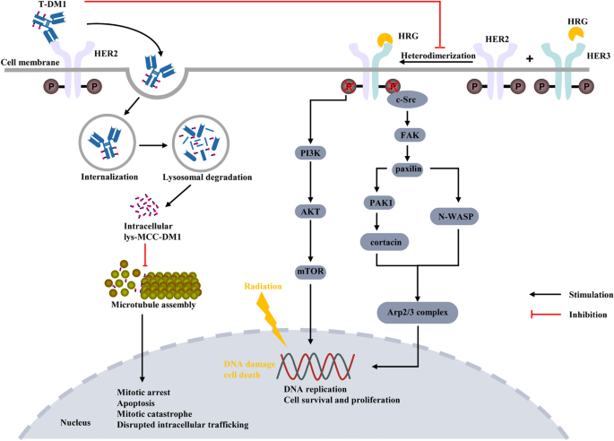 T-DM1 with concurrent radiotherapy in HER2-positive breast cancer: preclinical evaluation and ...