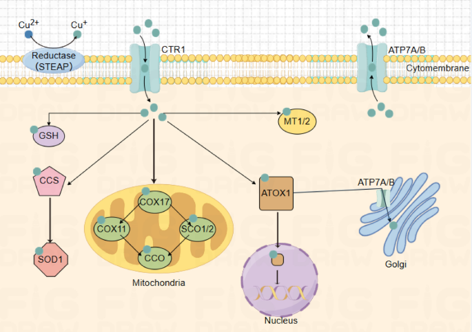 Research progress on cuproptosis and copper related anti-tumor therapy ...
