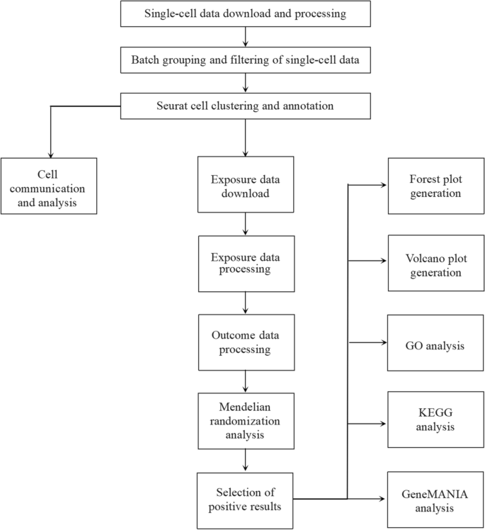 Integration of single-cell sequencing and mendelian randomization reveals novel causal pathways ...