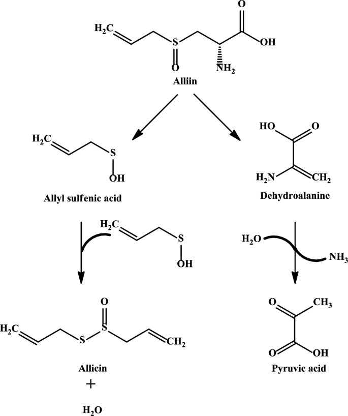 Therapeutic role of allicin in gastrointestinal cancers: mechanisms and ...