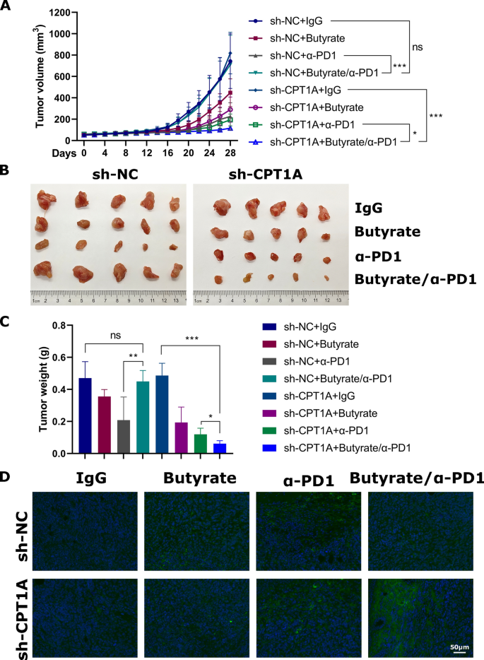 Butyrate confers colorectal cancer cell resistance to anti-PD-1 therapy ...