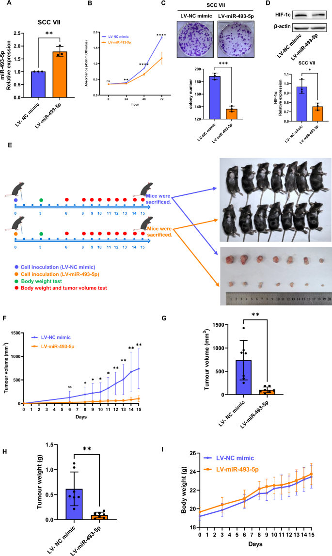 MiR-493-5p functions as a tumour suppressor in head and neck squamous ...