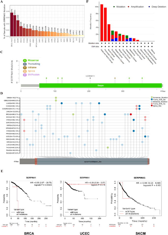 SERPINA1 is a new frontier in cancer immunotherapy and drug targeting ...