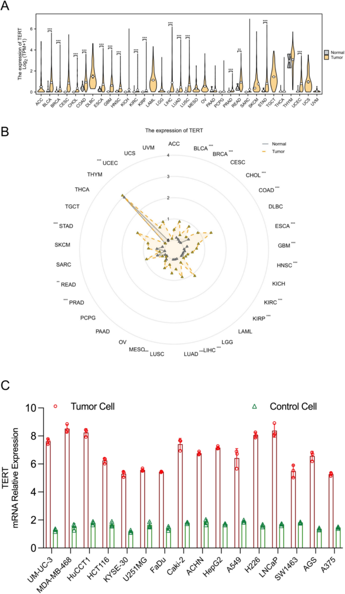 TERT links telomere length to cancer risk by integrating genomic ...