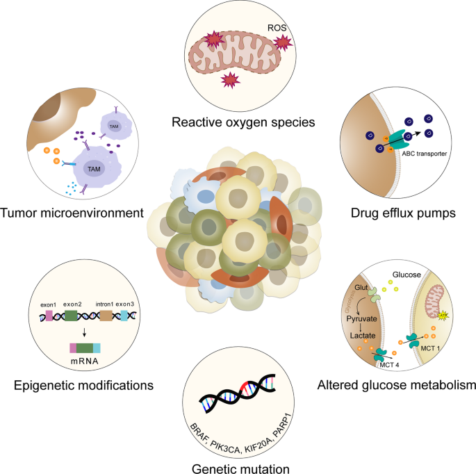 Role of intratumoral heterogeneity in metastatic progression and drug ...
