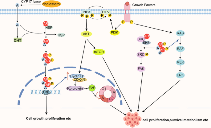 Advances of androgen receptor in triple-negative breast cancer: from ...