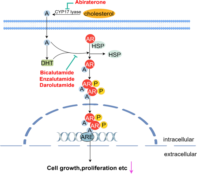 Advances of androgen receptor in triple-negative breast cancer: from ...