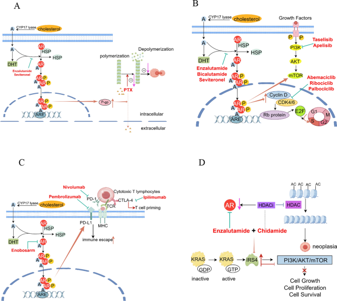 Advances of androgen receptor in triple-negative breast cancer: from ...