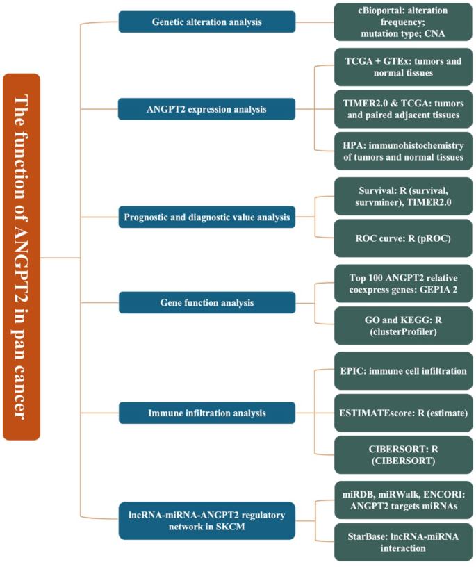 Integrated pan-cancer and melanoma-specific analysis of angiopoietin-2 ...