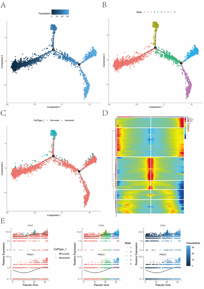 Integrated single-cell transcriptomics and Mendelian randomization identify neutrophil ...