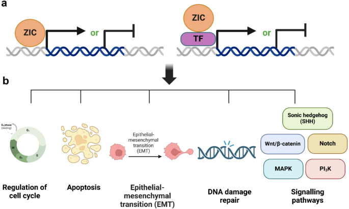 The multifaceted roles of ZIC genes in cancer: from development ...