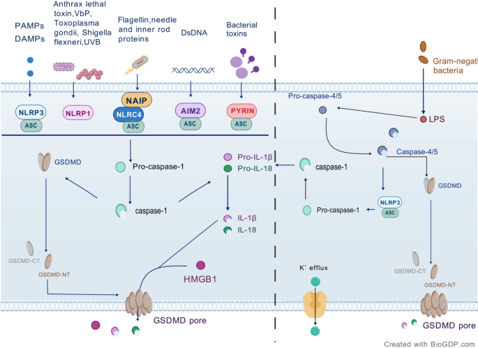 The role of pyroptosis in ovarian cancer | Discover Oncology