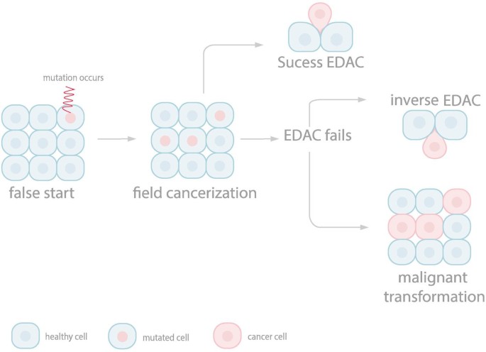 Epithelial guardians against cancer: integrating cell competition and ...