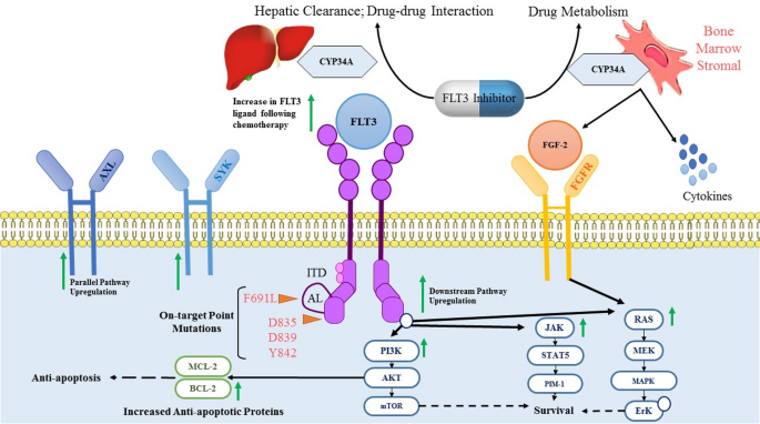 Targeted and epigenetic therapies for acute myeloid leukemia treatment ...