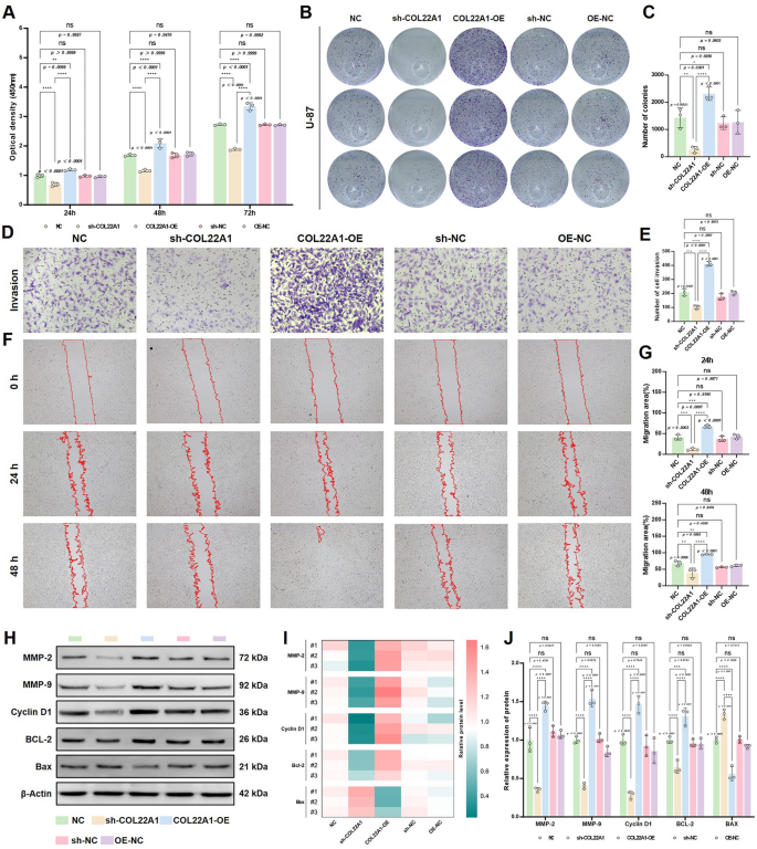Malignant progression of MES-like cells mediated by COL22A1 in the ...