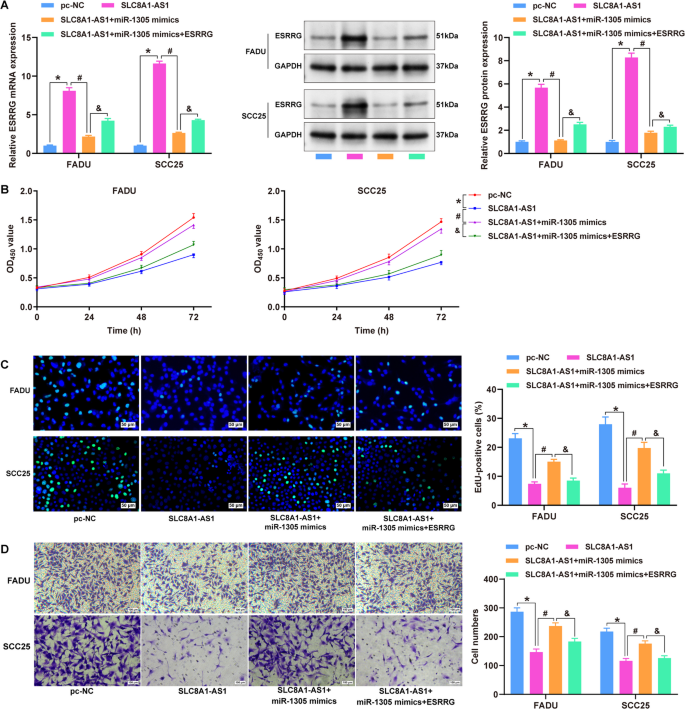 SLC8A1-AS1 inhibits oral squamous cell carcinoma by regulating the miR ...