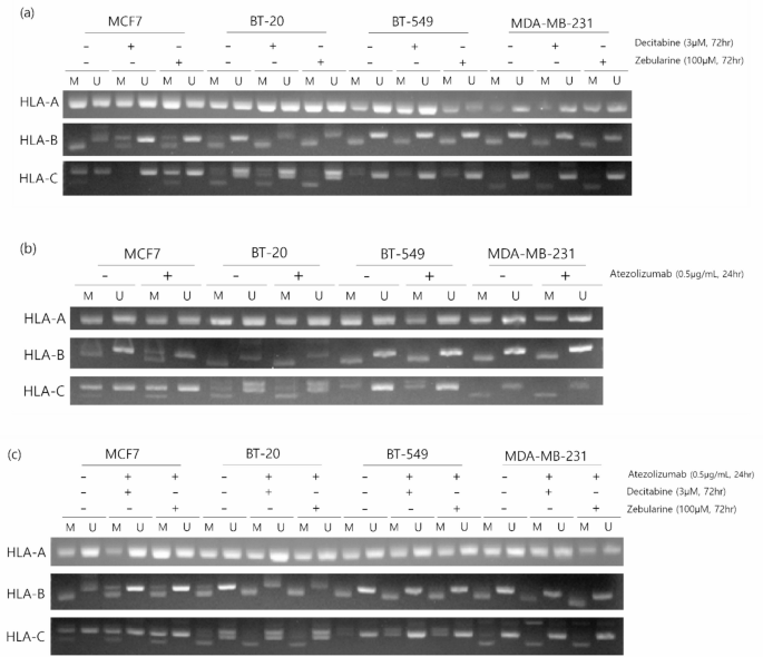 Regulation of major histocompatibility complex class-I (MHC-I) gene ...