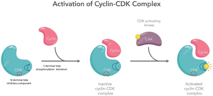 The molecular aspects in prostatic cancer, unraveling the role of CDKs ...
