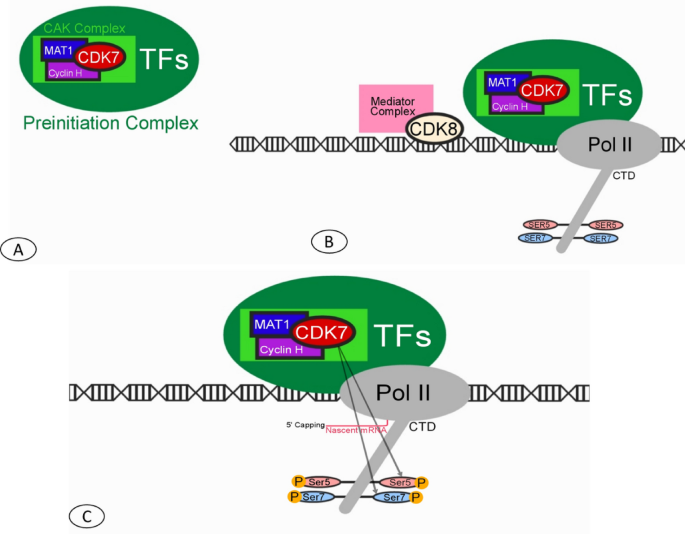 The molecular aspects in prostatic cancer, unraveling the role of CDKs ...