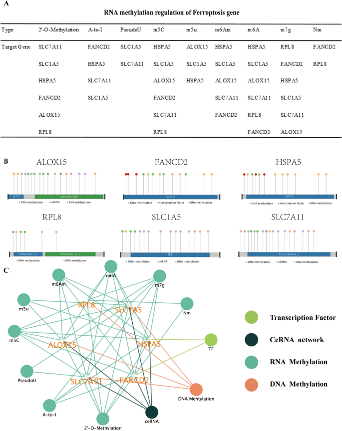 The influence of ferroptosis-associated gene HSPA5 on the prognosis and ...