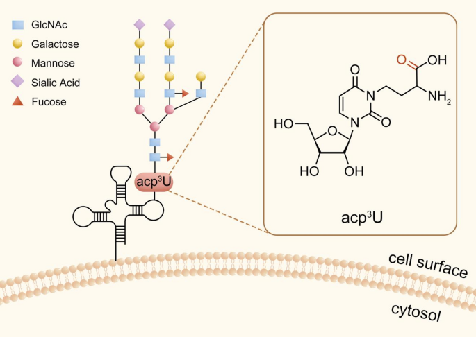 GlycoRNA, a novel RNA modification | Discover Oncology
