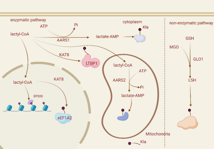 Research advances of lactylation modification in breast cancer ...