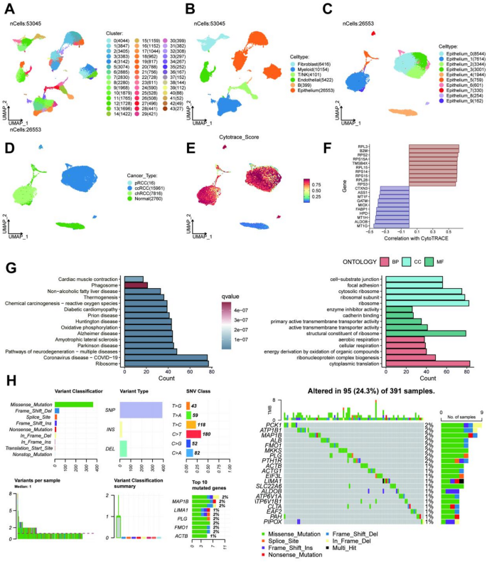 Single-cell transcriptomic insights into ccRCC: a stemness gene ...